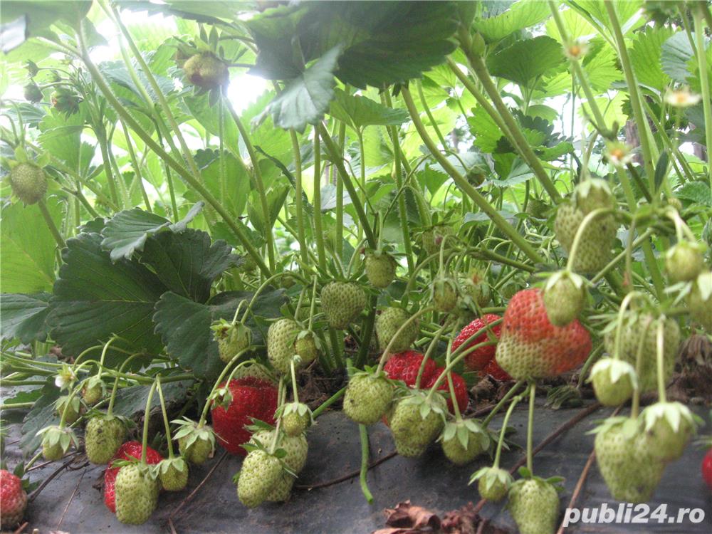 Stoloni capsuni Sector 2 - Casa si gradina