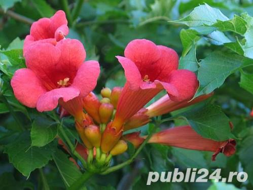 Vand trompeta cataratoare, trambita, luleaua turcului, trambitica ...