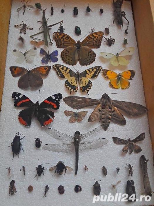 Insectar-insecte deosebite Pitesti - Timp liber si sport - Publi24.ro