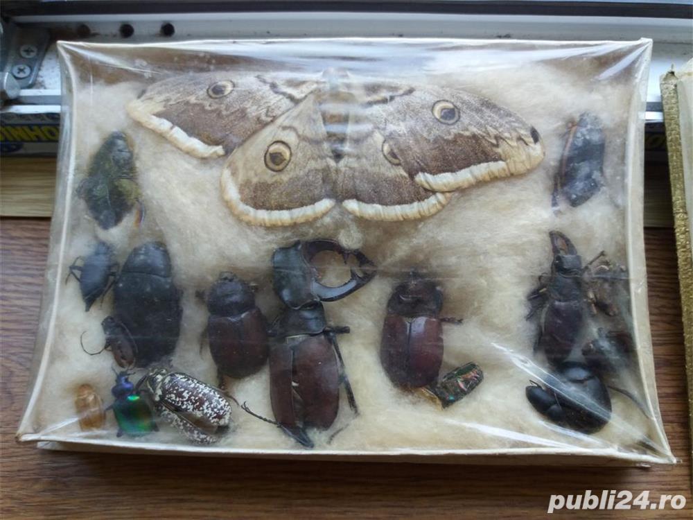 Candele si cani incrustate manual insectar Constanta - Timp liber si sport