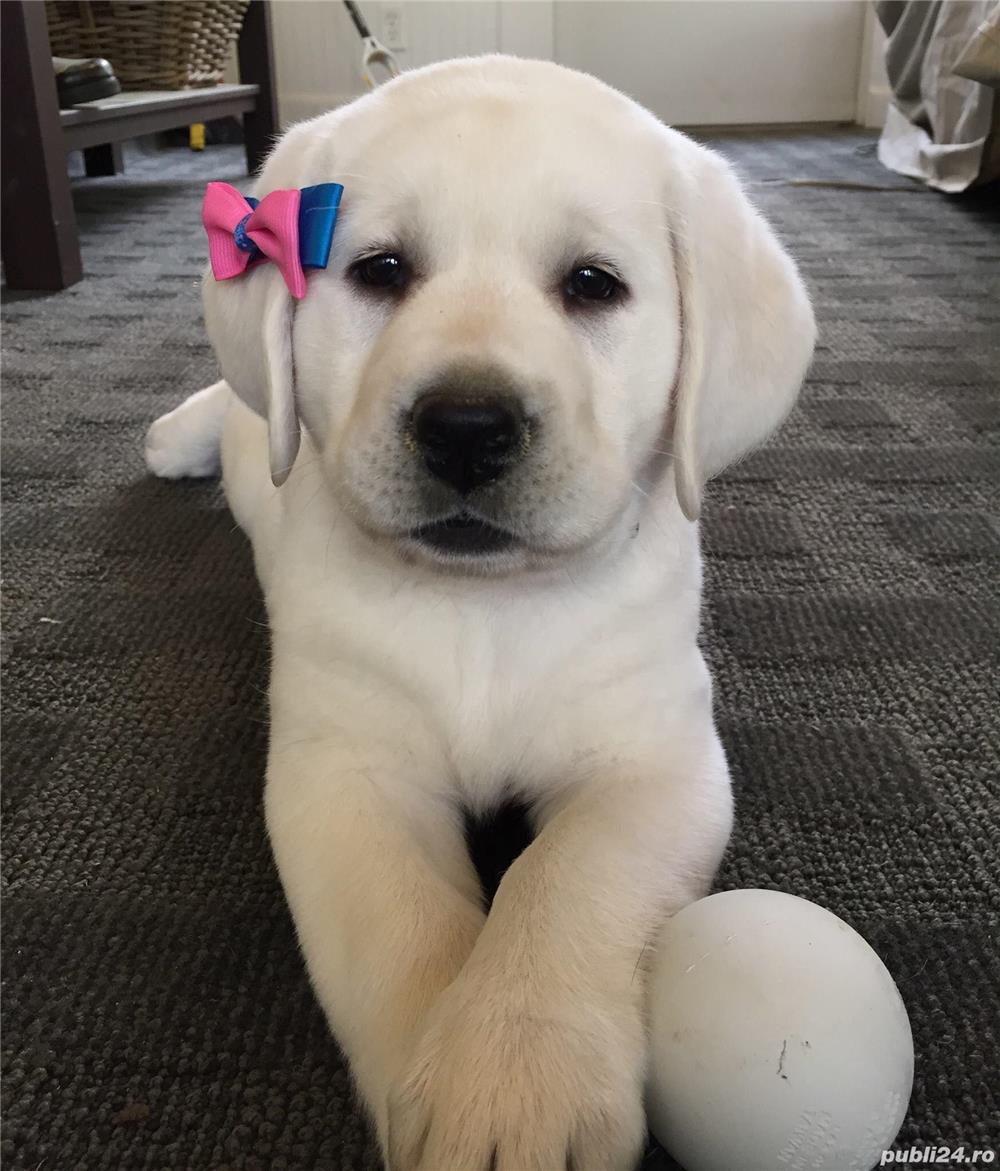 Labrador Retriever aurii, negri, ciocolatiu, 2 luni Bistrita - Animale ...
