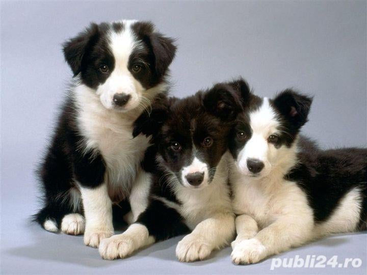 Border Collie varietatea negru cu alb Constanta - Animale
