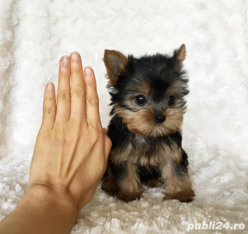 Căței Yorkshire Terrier de înaltă calitate genetică Arad - Animale ...
