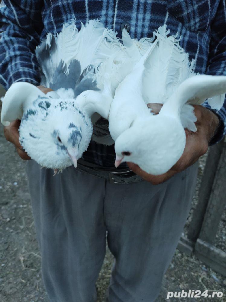 Porumbei curcani Sector 5 - Animale