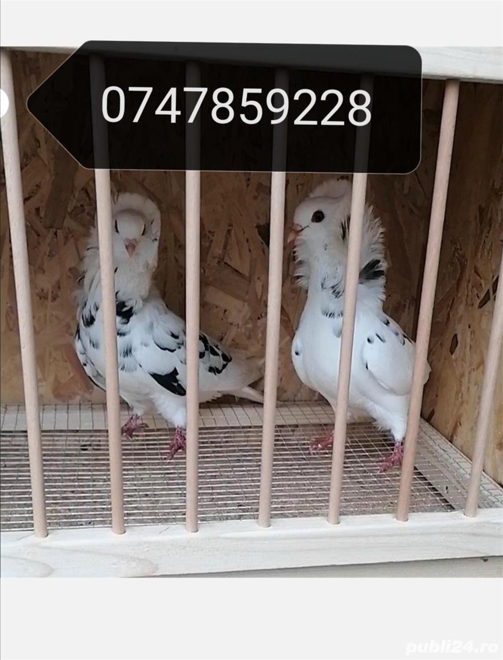 Vând porumbei Capucin Suceava - Animale