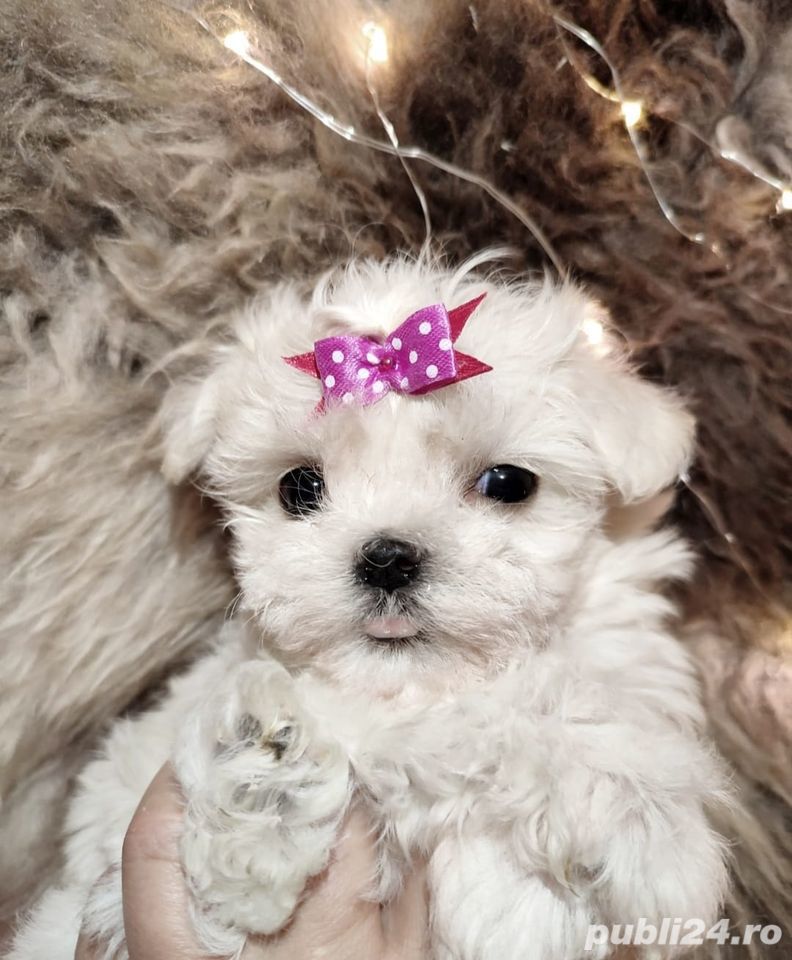 Catei Bichon Maltez Mini Toy - producător direct Pitesti - Animale