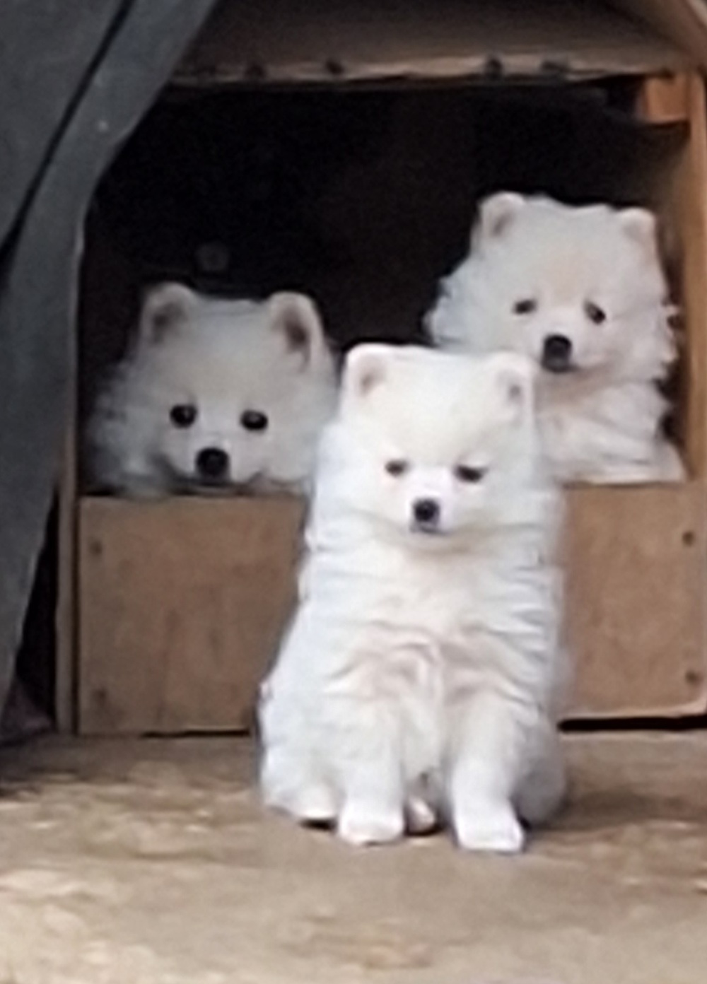Vulpino italiano de tip pomeranian Sibiu - Animale