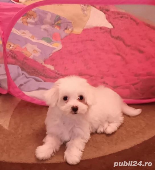 Fetiță Bichon adorabilă Sibiu - Animale - Publi24.ro