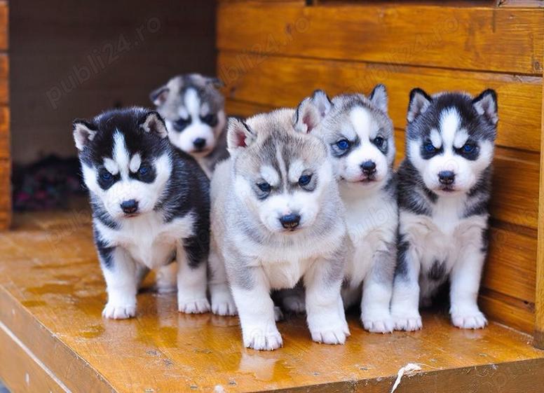 Pui HUSKY SIBERIAN cu acte si garantie ! Pitesti - Animale