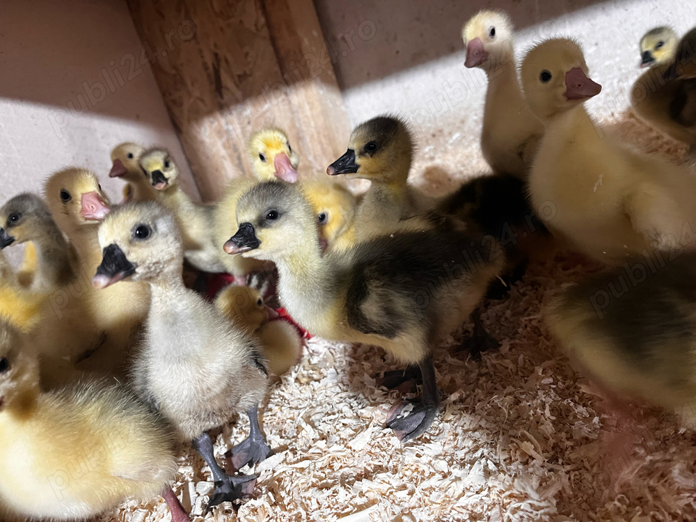 Boboci de gâscă românească Ploiesti - Animale - Publi24.ro