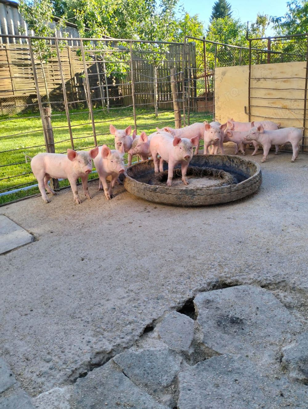 10 Purcei de vânzare! Santana - Animale - Publi24.ro