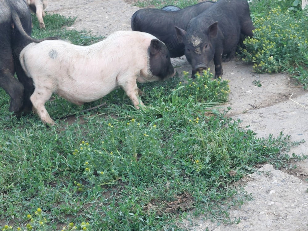 Purcei vietnamez! Avram Iancu - Animale - Publi24.ro