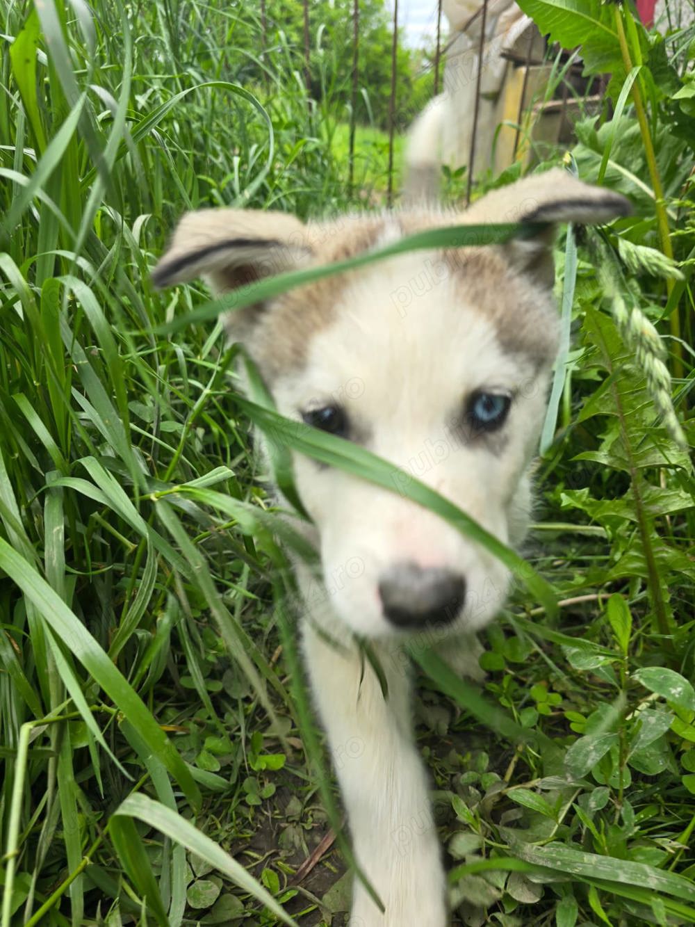 Pui Husky Siberian Calimanesti - Animale - Publi24.ro