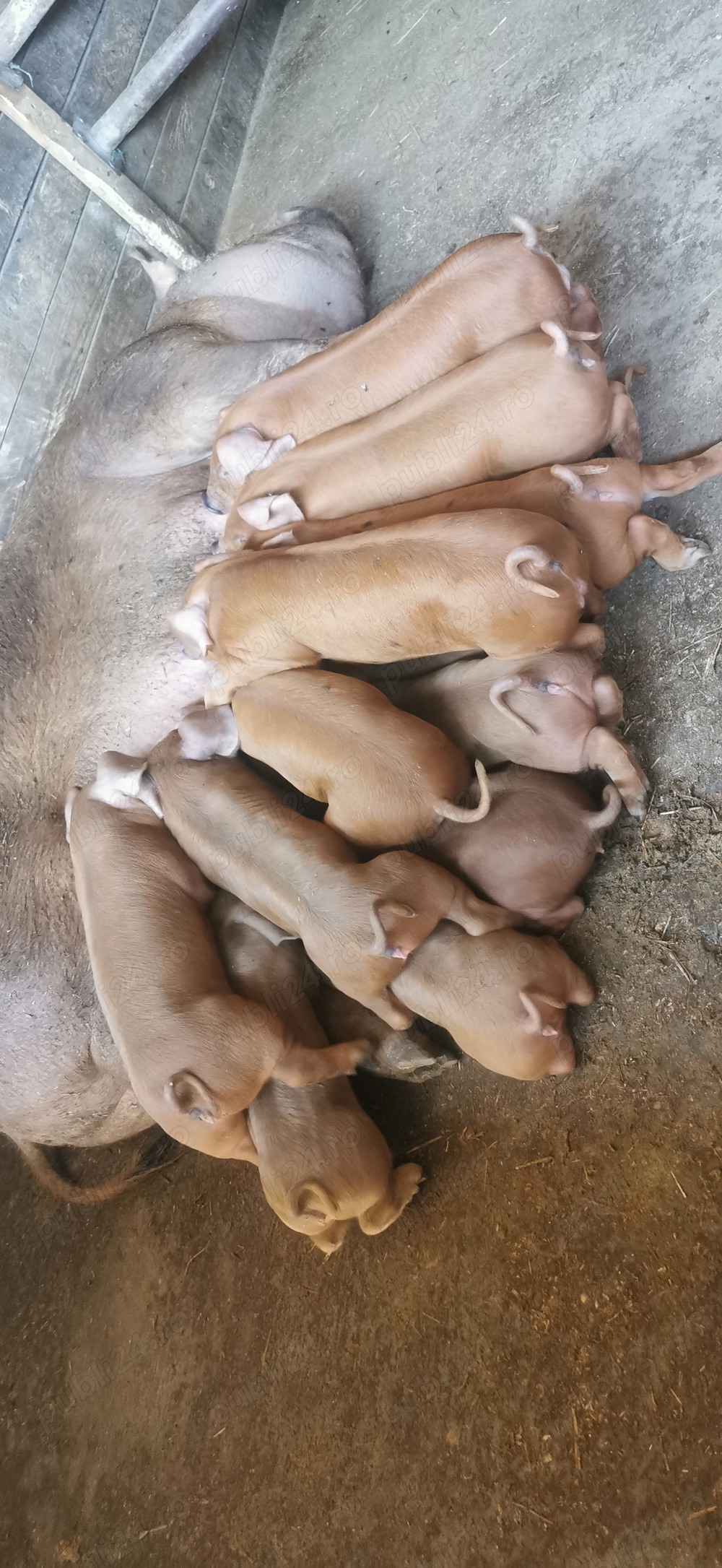 Purcei duroc x pietrain Calarasi - Animale