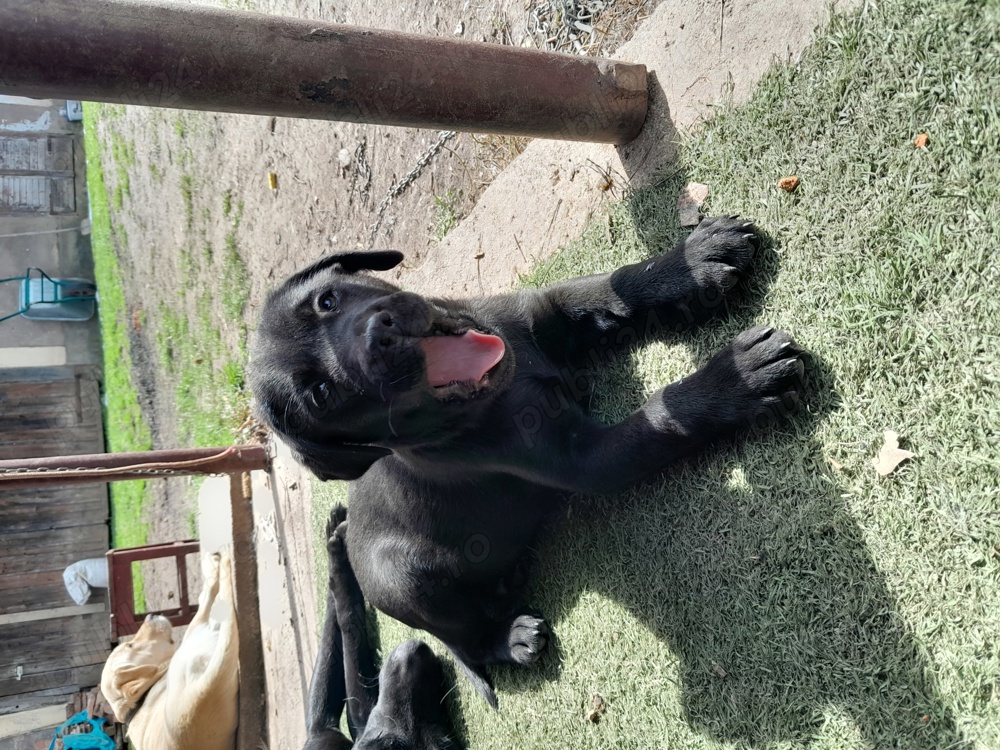 Donez pui labrador retriever Mierta - Animale