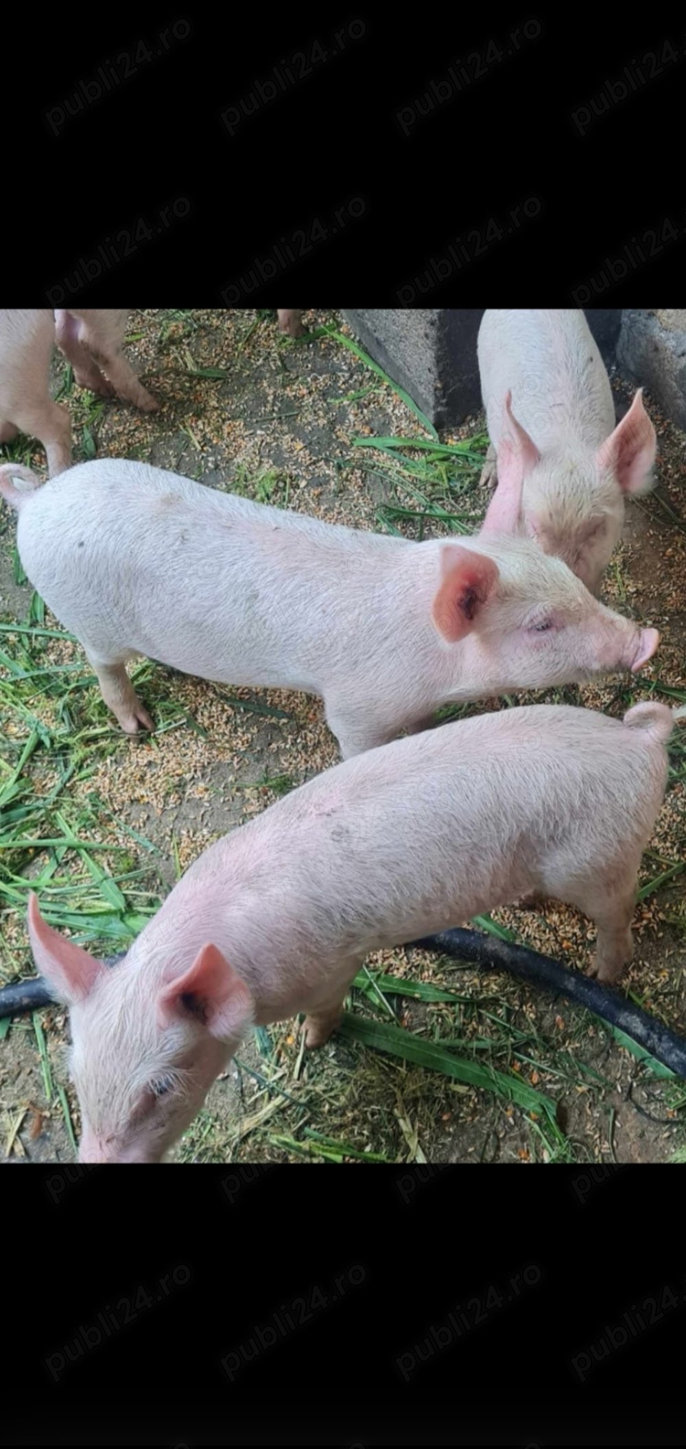 Purcei Tinca - Animale - Publi24.ro