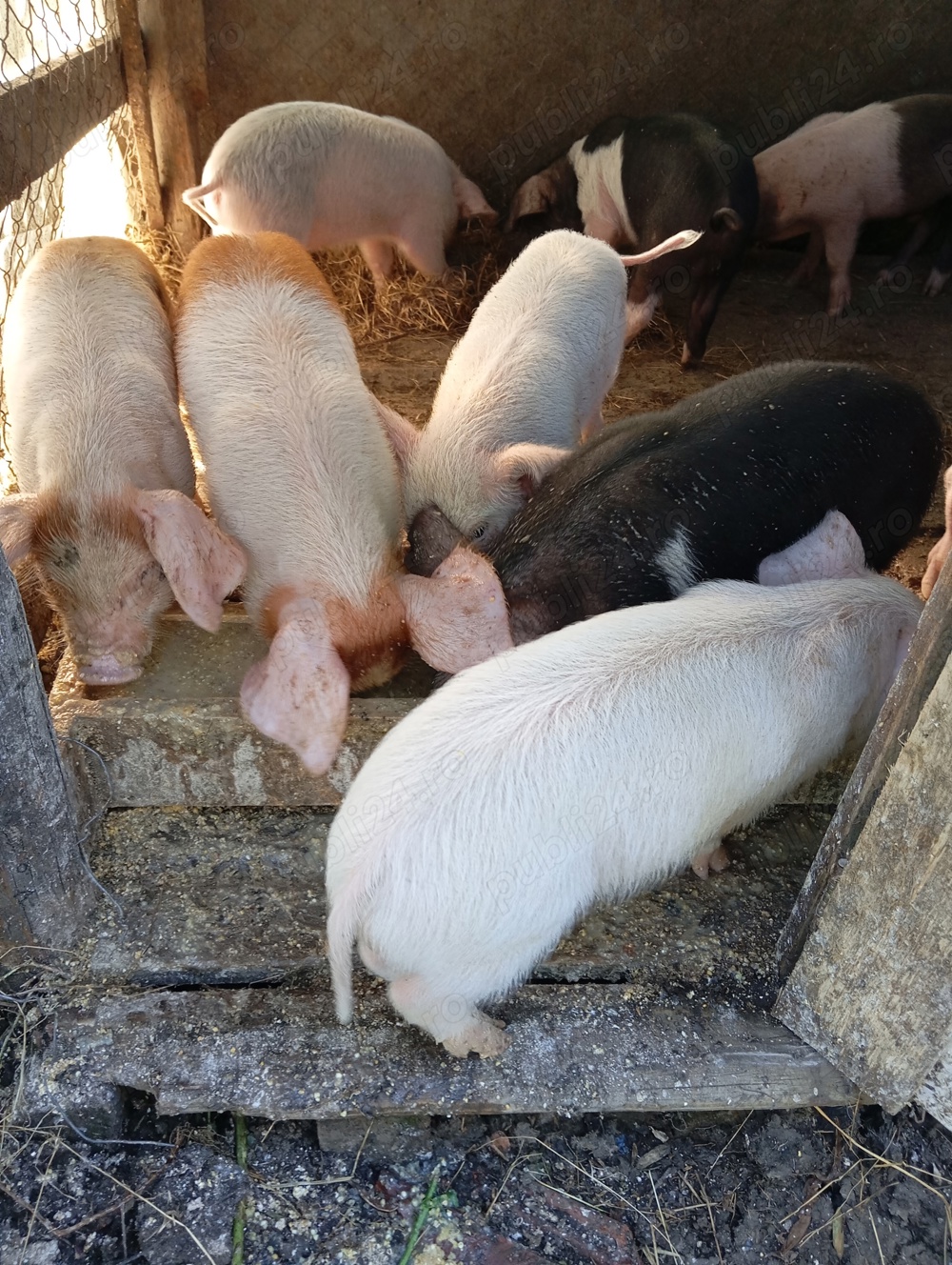 9 purcei de 13 săptămâni Sincai - Animale