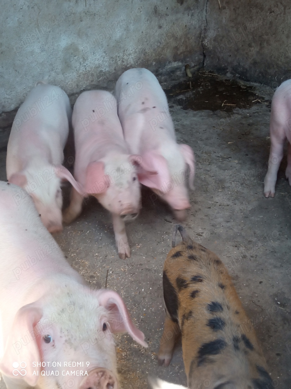 Vind purcei rasă de carne lan dras cu prtrian Farliug - Animale