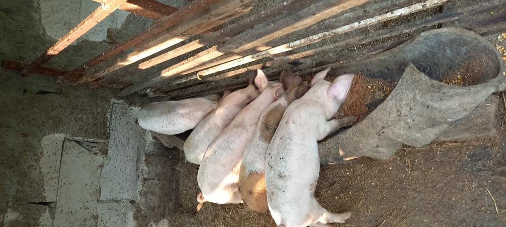 Purcei de vanzare Baraganul - Animale