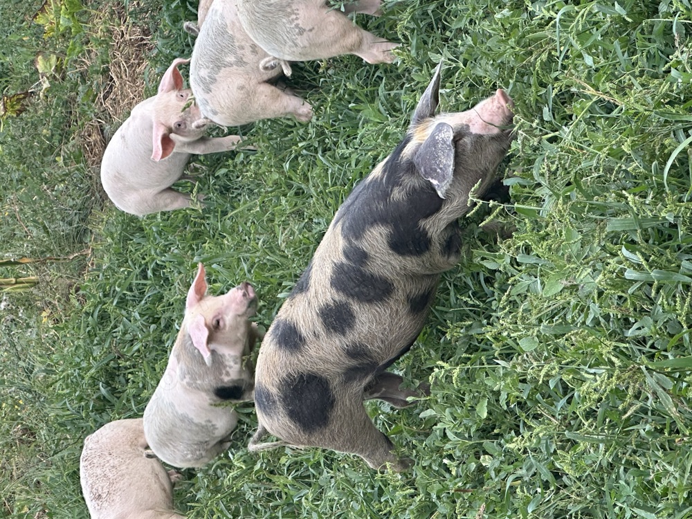 Purcei de vanzare Nimigea de Jos - Animale