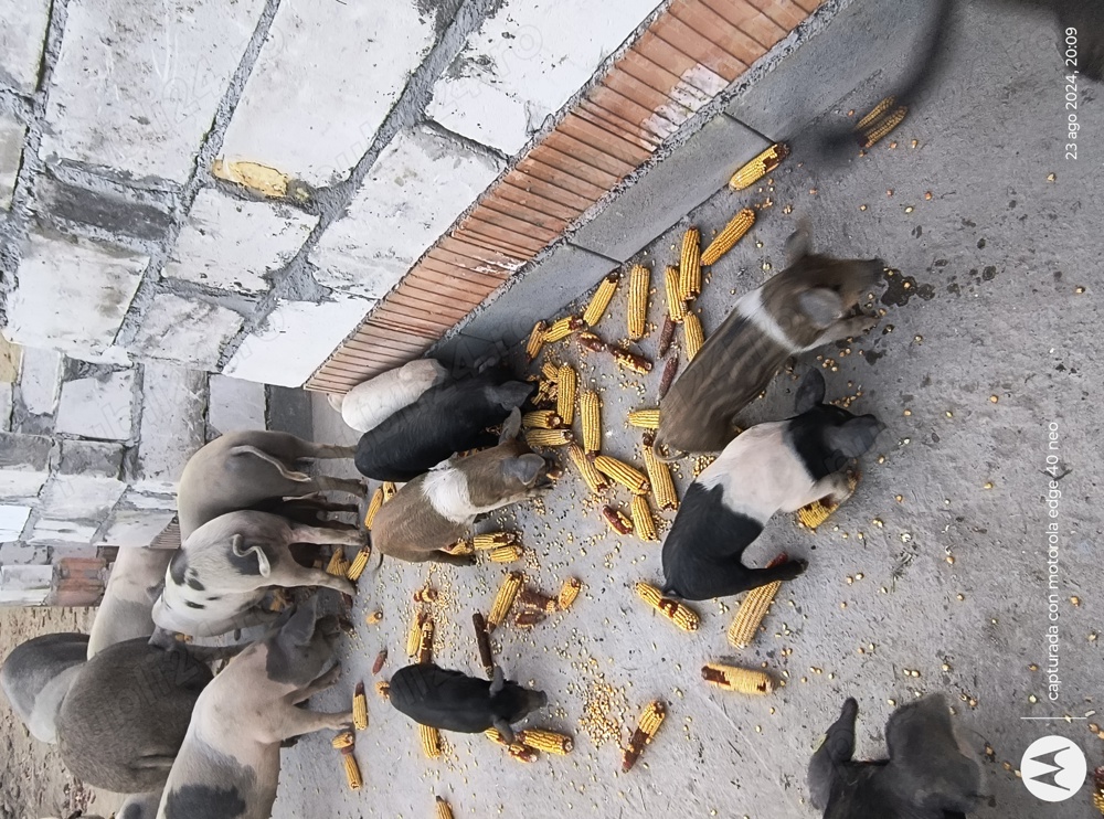 Porci si purcei de vanzare Vita - Animale