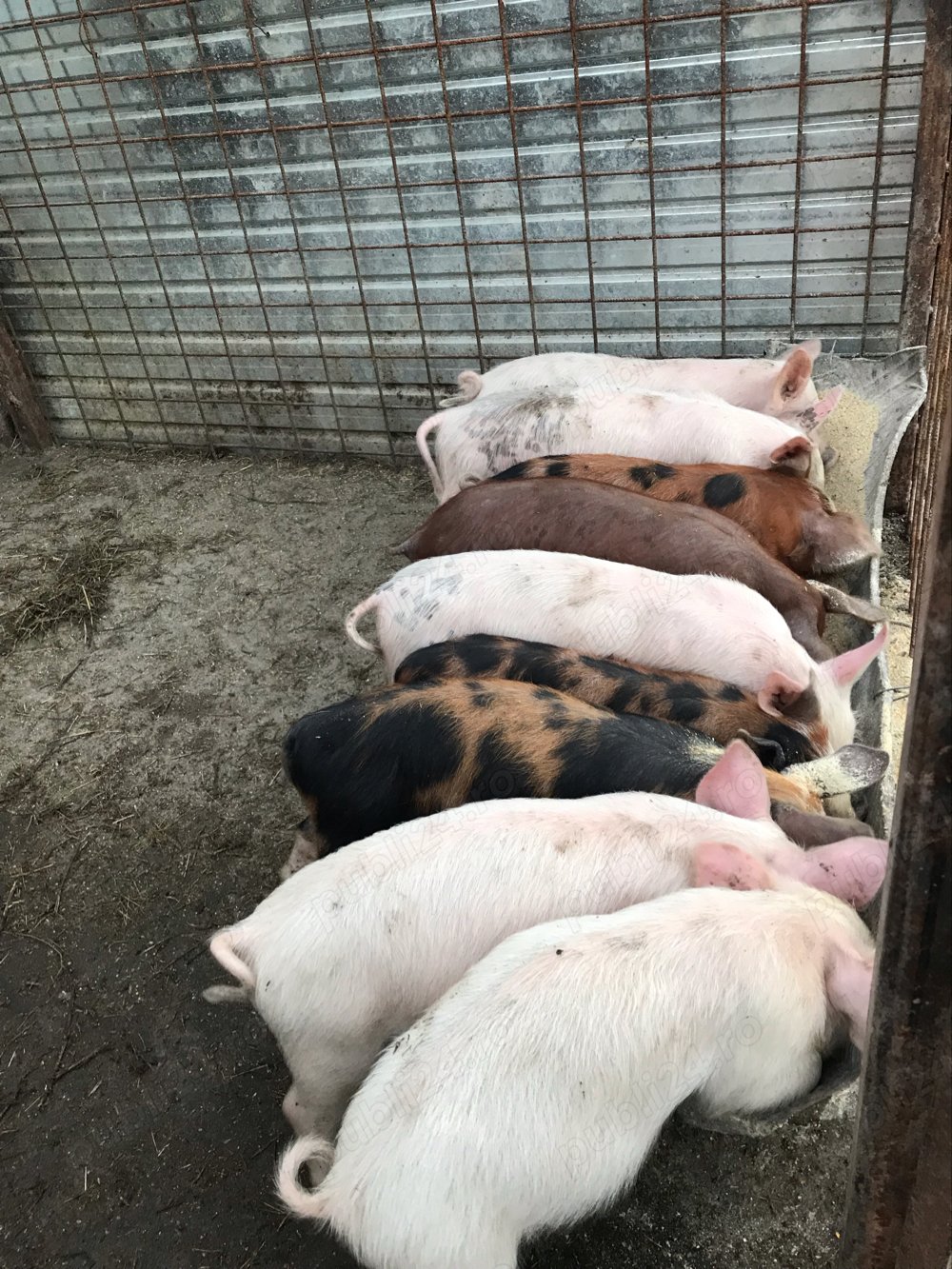 Purcei 9 saptamani 450 lei Mera - Animale