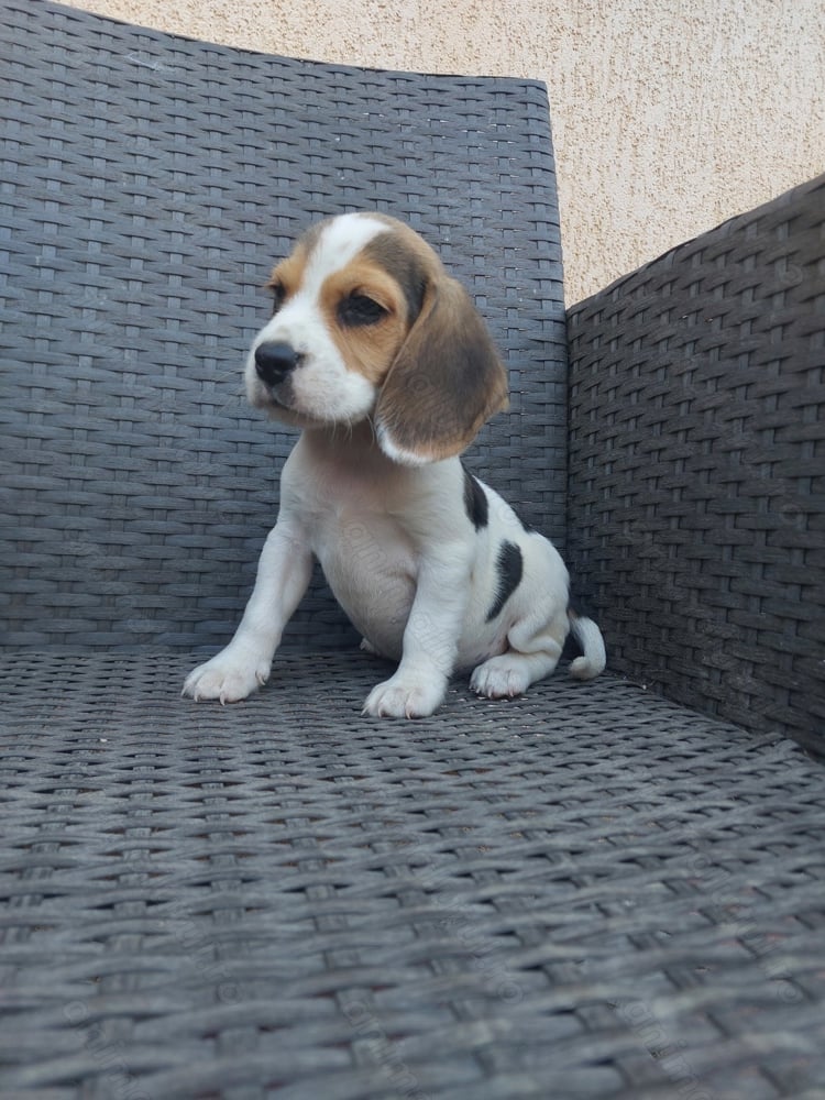 Căței Beagle rasa pura Bocsig - Animale