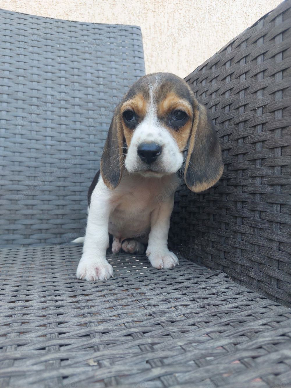 Cățeii beagle tricolor Bocsig - Animale
