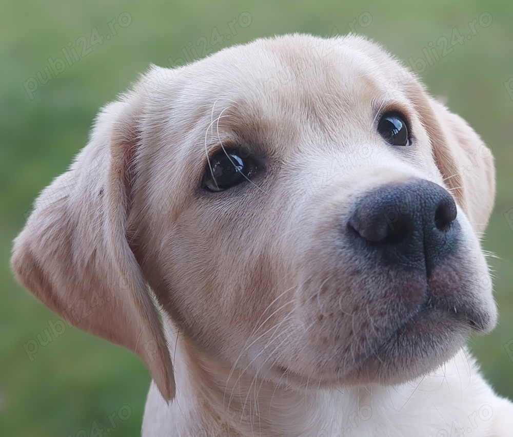 Pui mascul labrador retriever Pedegree tipA Iasi - Animale