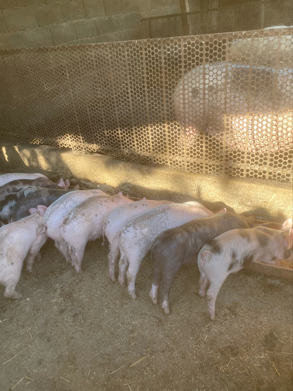 Purcei de vânzare Targu Jiu - Animale