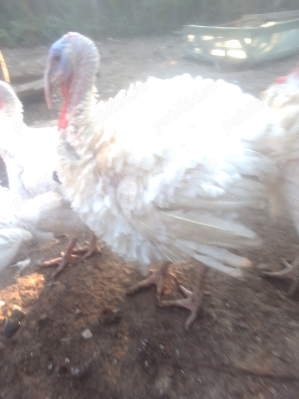 Curcani si curci de vanzare Corlatel - Animale