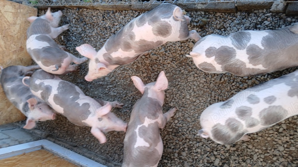 Purcei de vanzare Aninoasa - Animale