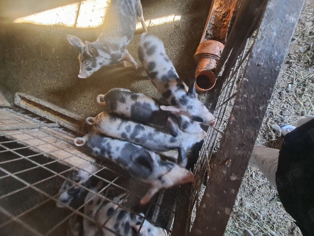 Purcei de vanzare Razboieni - Animale