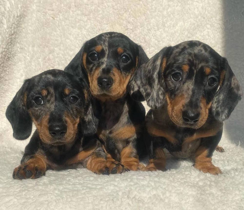 Catelusi de teckel Bacova - Animale