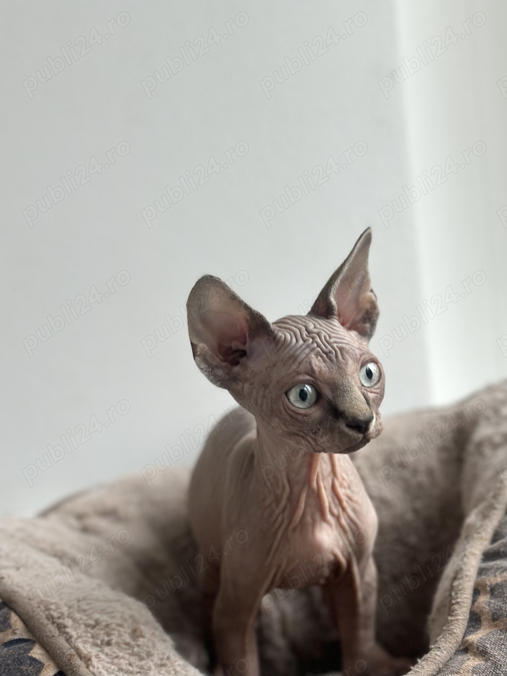 Pisicute rasa Sphinx Sector 1 - Animale