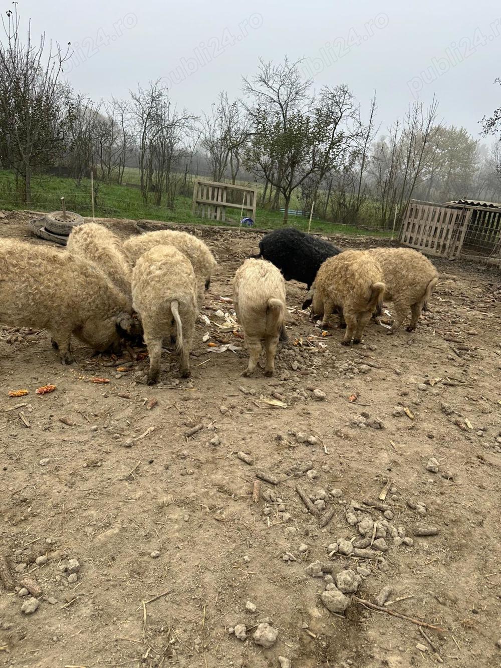 Mangalita ptr sacrificat Beius - Animale