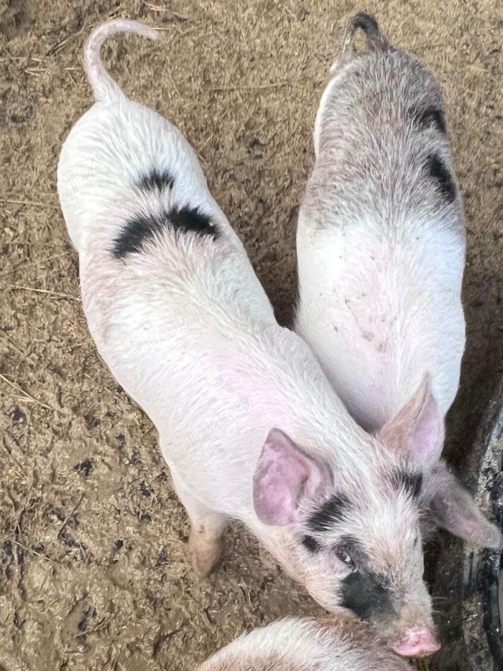 Vând purcei de 2 luni. Tulcea - Animale