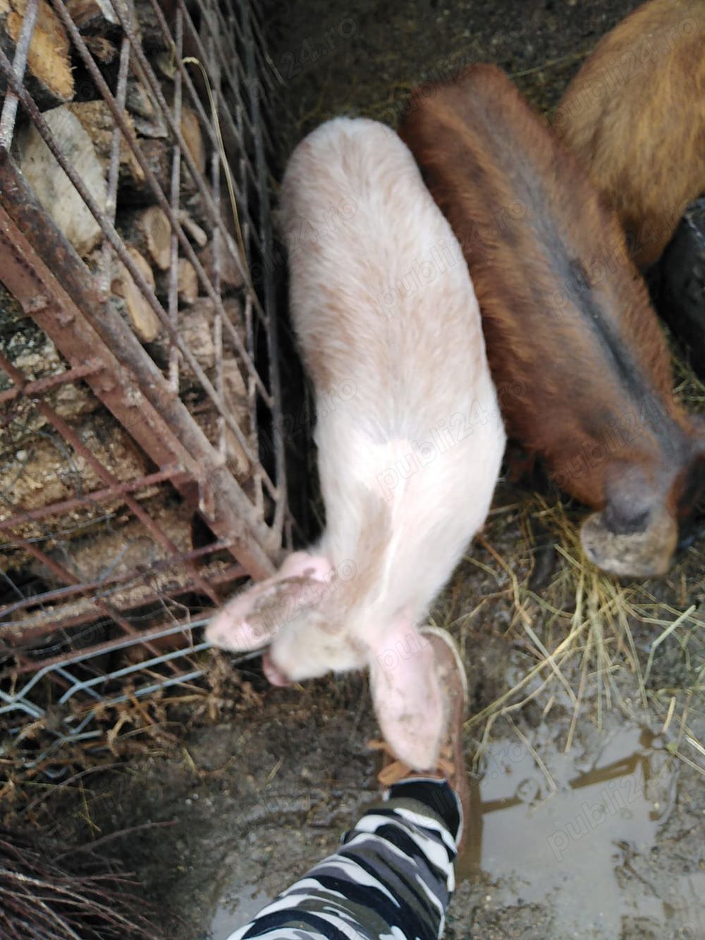 Purcei de vanzare, 2 luni jumate Cuca - Animale