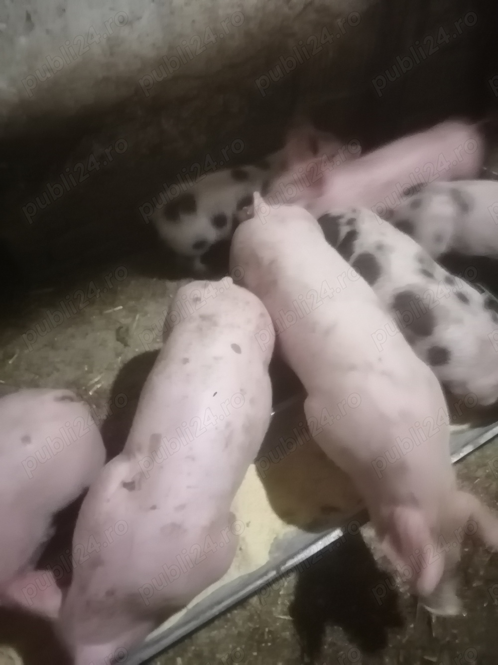 Purcei de vanzare Salonta - Animale