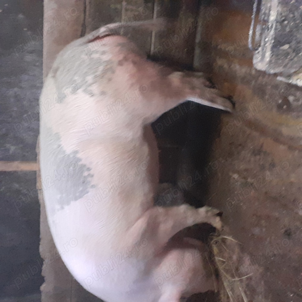 Porc pentru sacrificat Boiu Mare - Animale