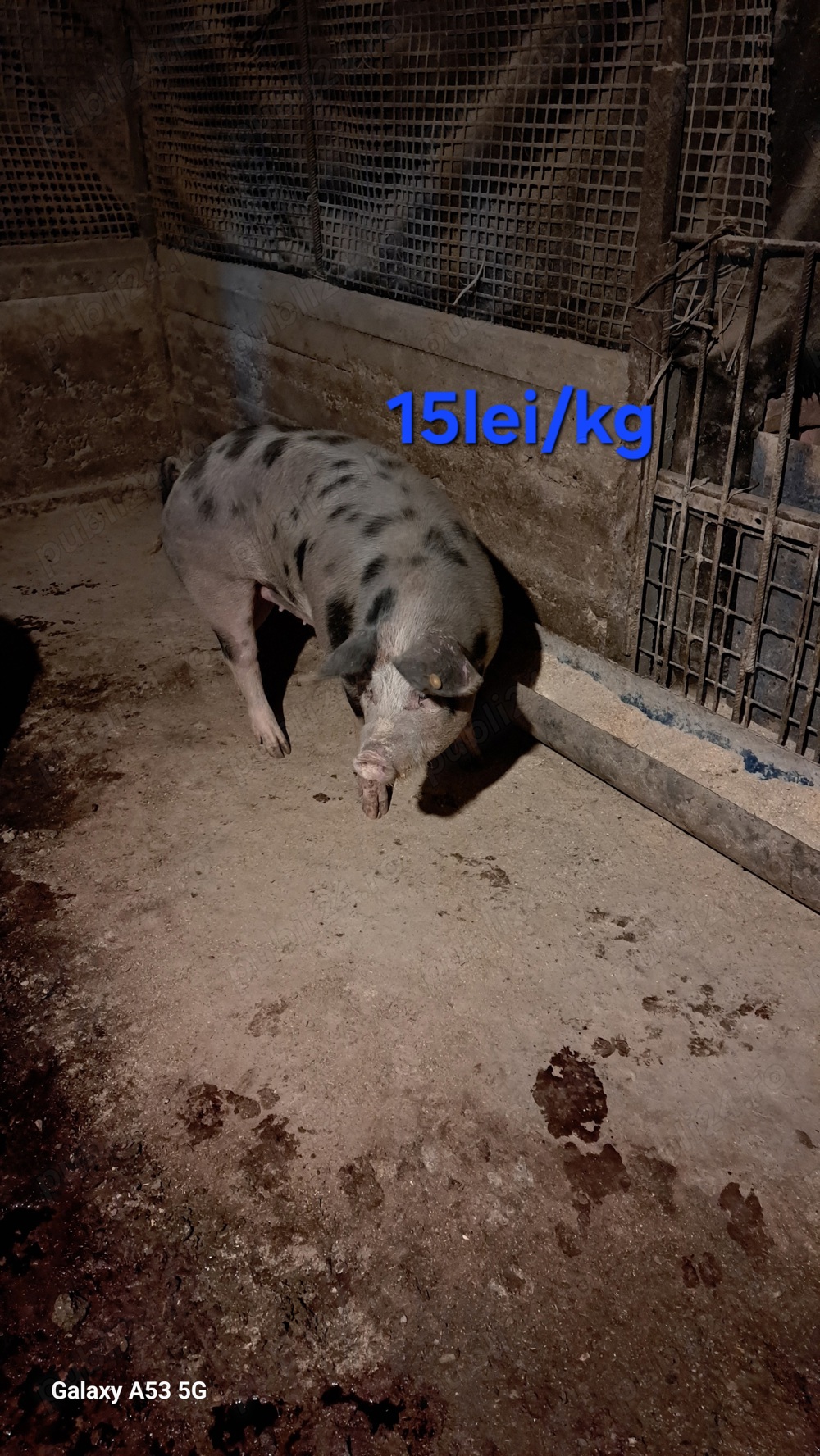 Porc carne 150kg Deva - Animale