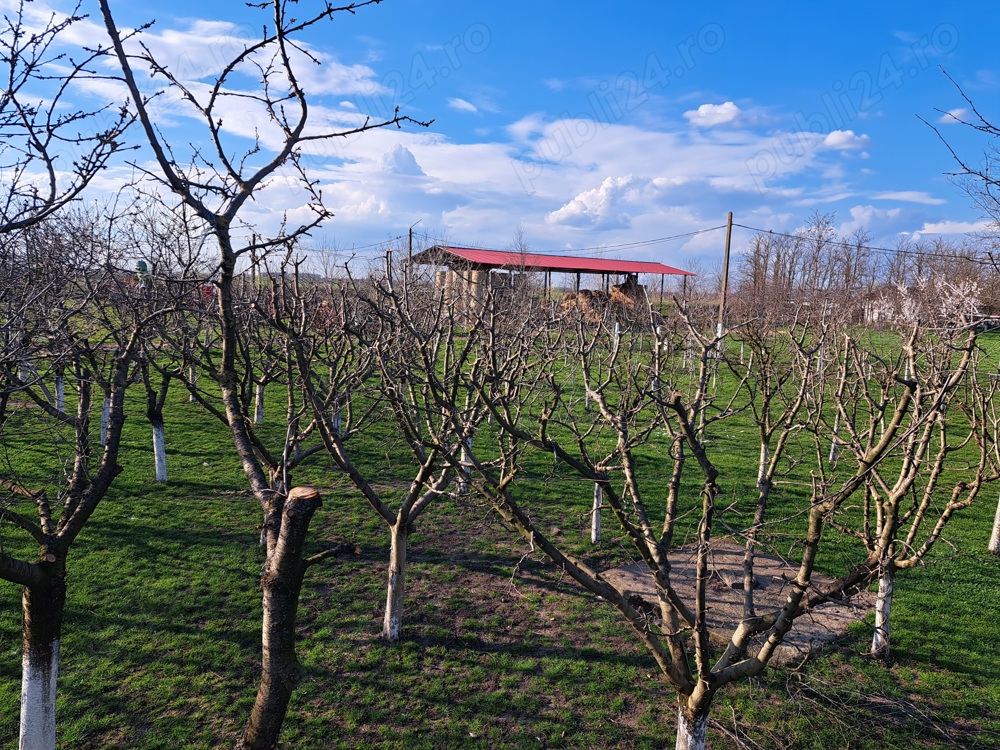 Taieri de primavara pomi fructiferi, vita de vie, arbori ornamentali ...