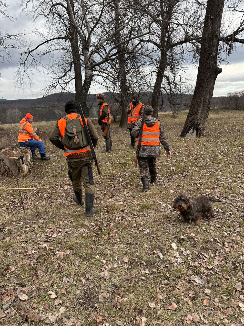 Teckel sarmos din părinți vanatori Onesti - Animale