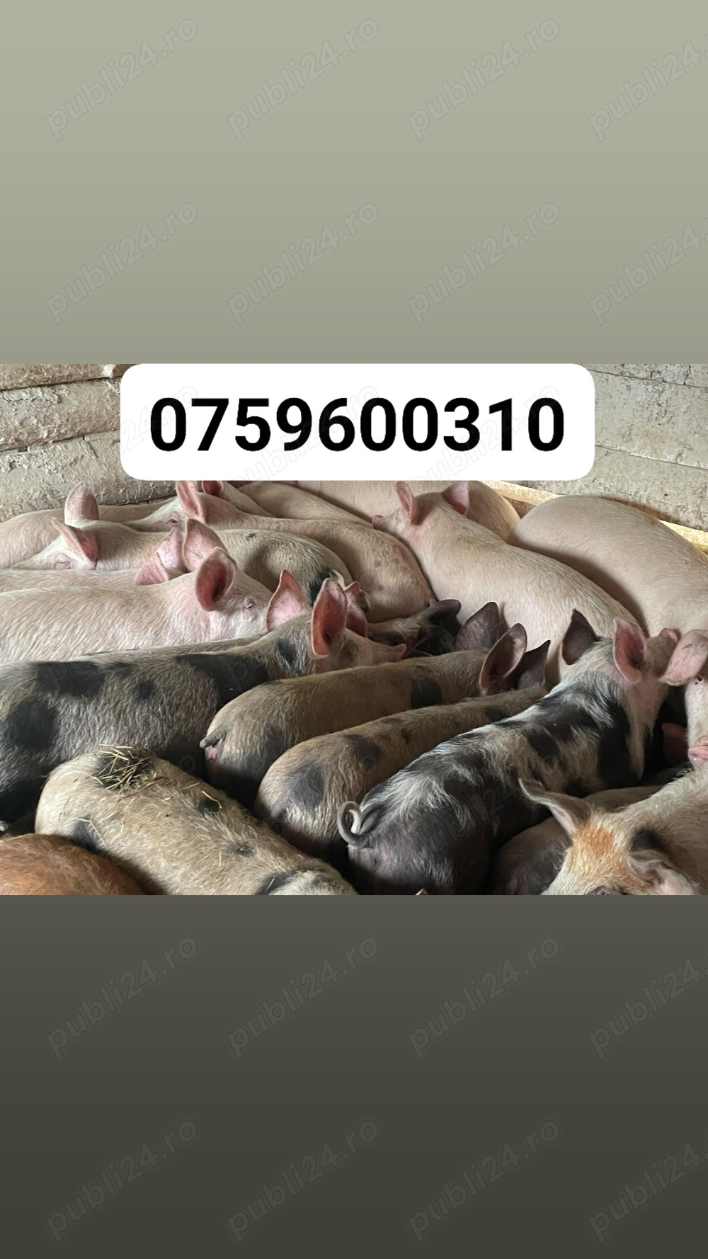 Vând purcei de casă Sibiu - Animale