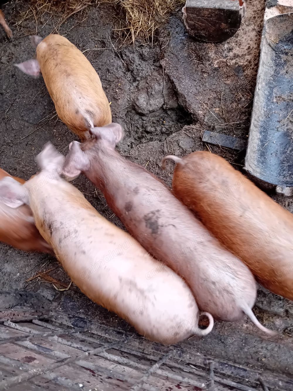 Vand purcei Duroc Iasi - Animale