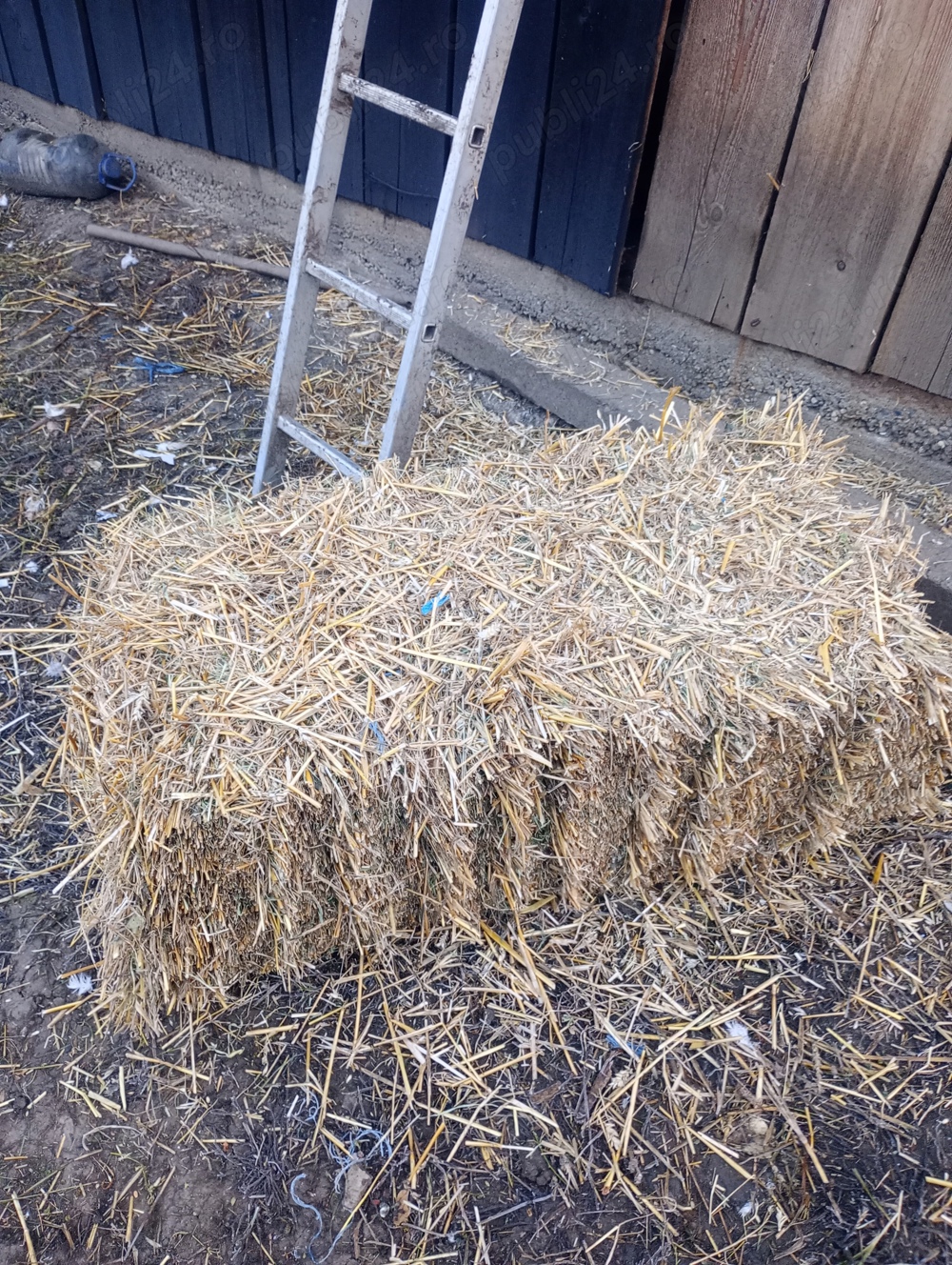 Baloti paie Samboleni - Animale