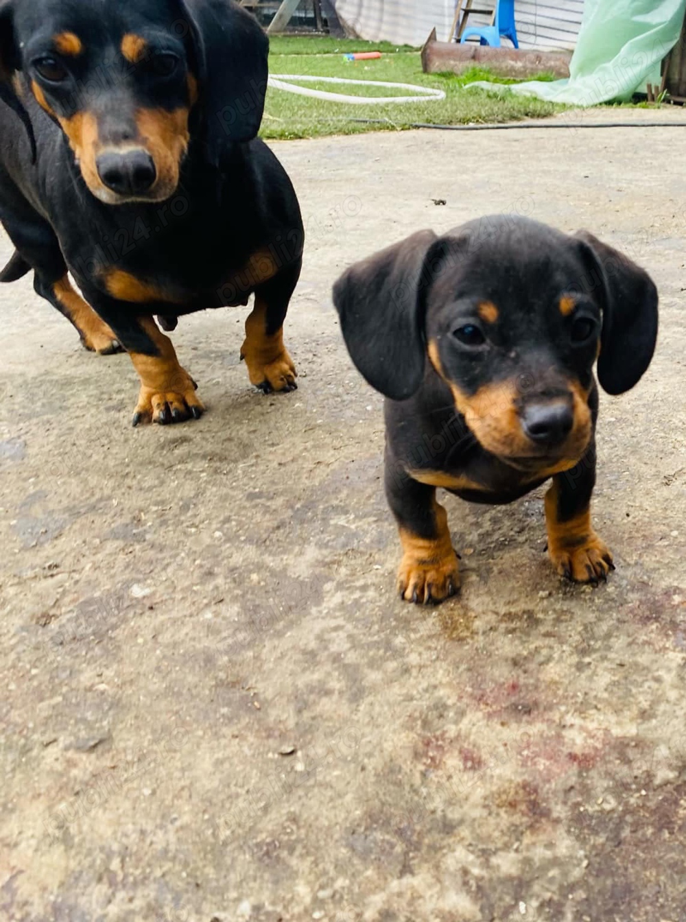 Teckel femela pui Ploiesti - Animale