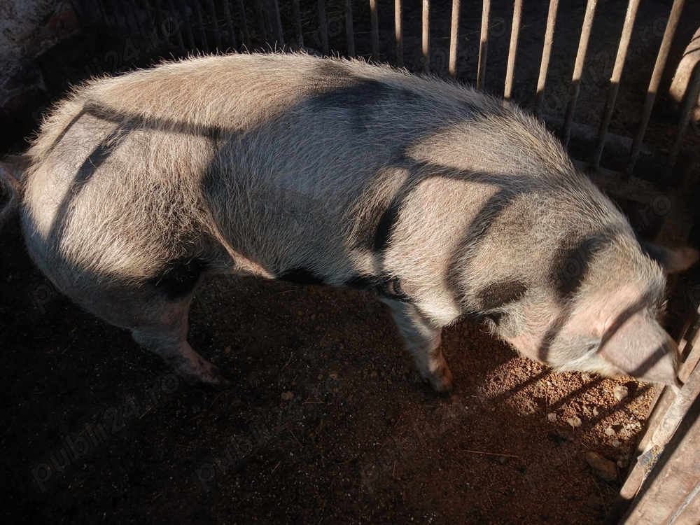 Vand porc (vier) petrean Liebling - Animale