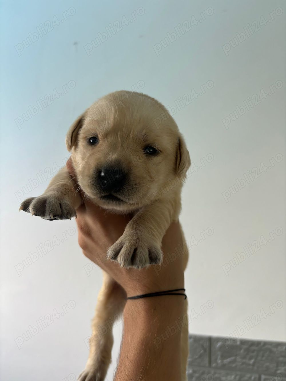 Labradori aurii băieți Deva - Animale