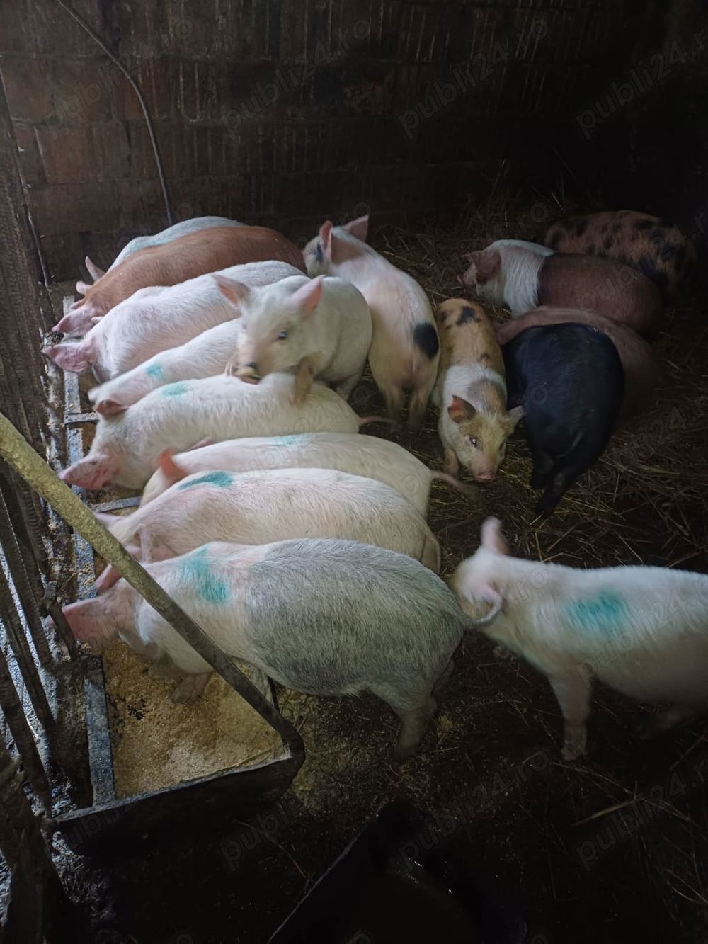 Purcei de Vanzare Logig - Animale